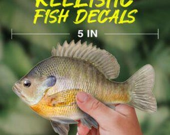 Bluegill, Bluegill Decal, Bluegill Sticker, Panfish - Etsy