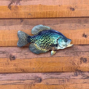 Black Crappie Replica - Open Mouth Black Crappie Wall Mount - Metal, 2D ...