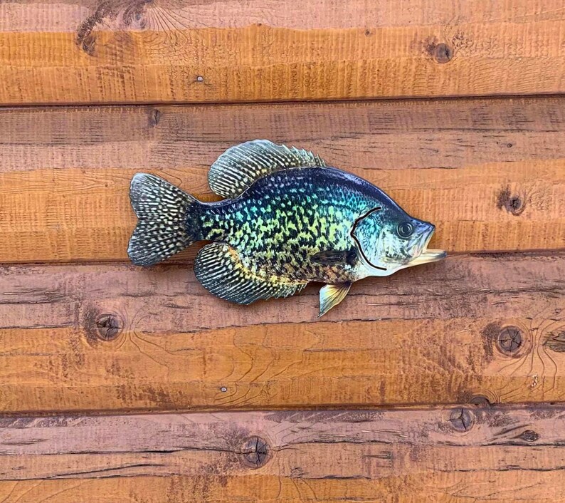 Black Crappie Replica Open Mouth Black Crappie Wall Mount - Etsy
