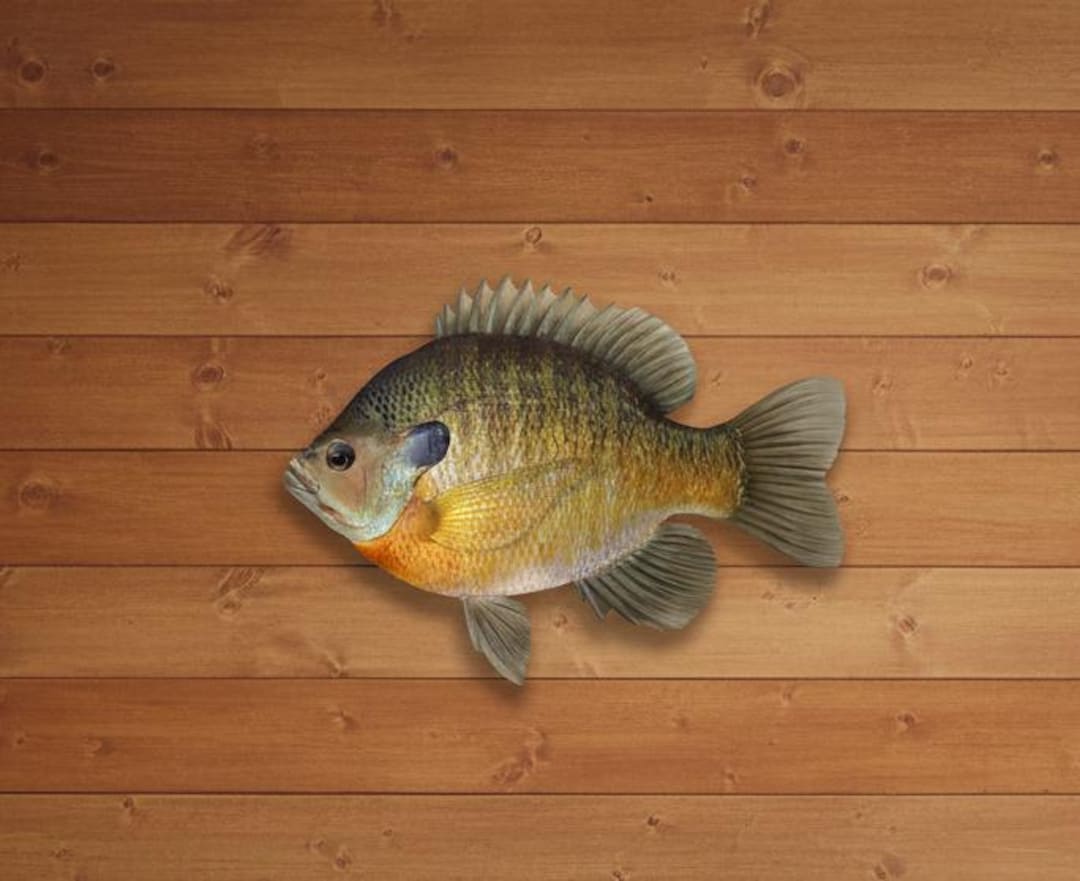 Realistic Bluegill Replica Flat Metal Wall Art – Lake House Cabin Decor ...