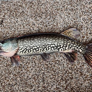Northern Pike Replica - Metal, Realistic Northern Replica, Lodge Decor ...