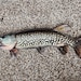 Northern Pike Replica - Metal, Realistic Northern Replica, Lodge Decor ...