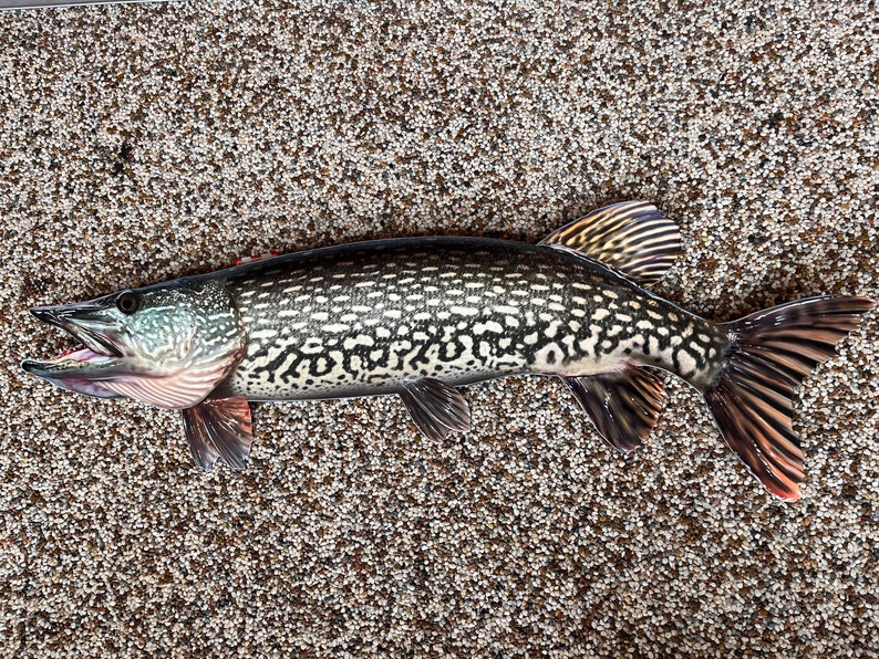 Northern Pike Replica - Metal, Realistic Northern Replica, Lodge Decor ...