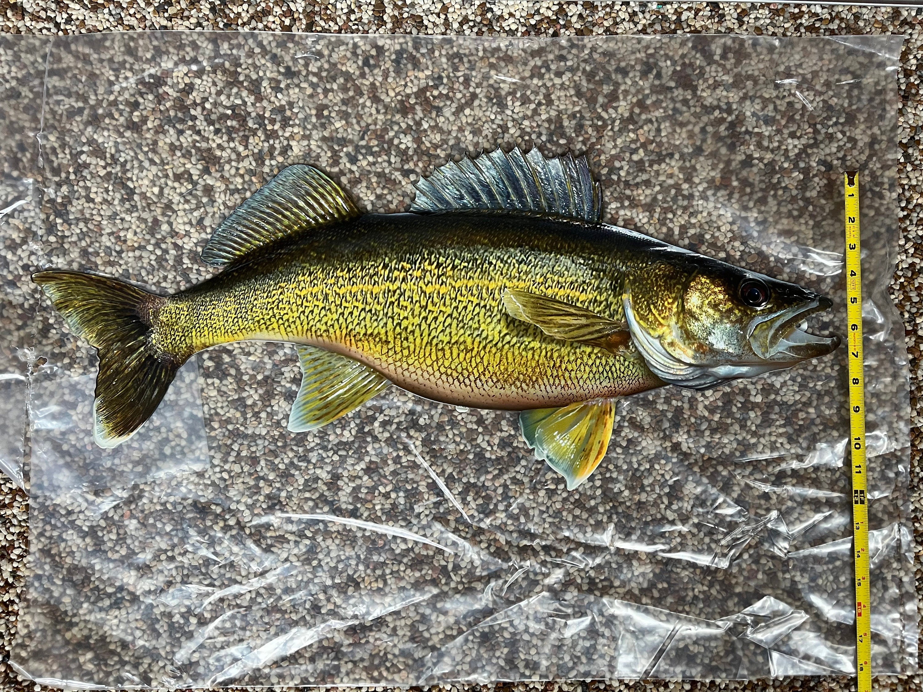 Walleye Replica 30 Inch 2D Metal Walleye Fish Art Replica - Etsy