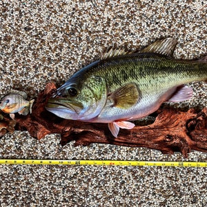 Largemouth Bass Replica 2D Flat Metal Largemouth Replica for Lodge ...