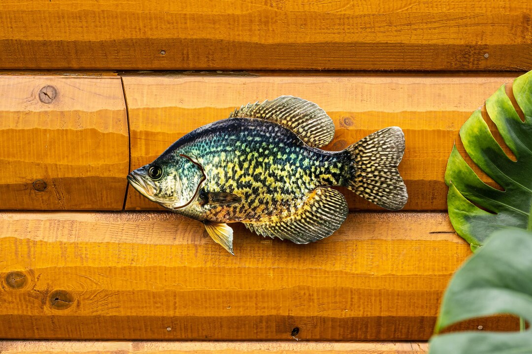 Crappie Replica - Crappie Wall Mount - Metal, Crappie Wall Art, Closed ...