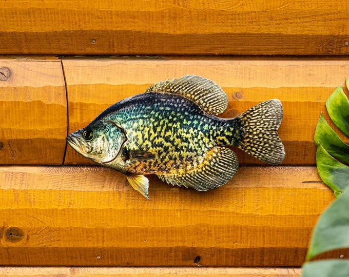 Crappie Replica - Crappie Wall Mount - Metal, Crappie Wall Art, Closed ...