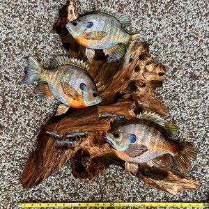 Bluegill Replica Driftwood Scene Rustic Home Decor, 2D Flat Metal, Lake ...