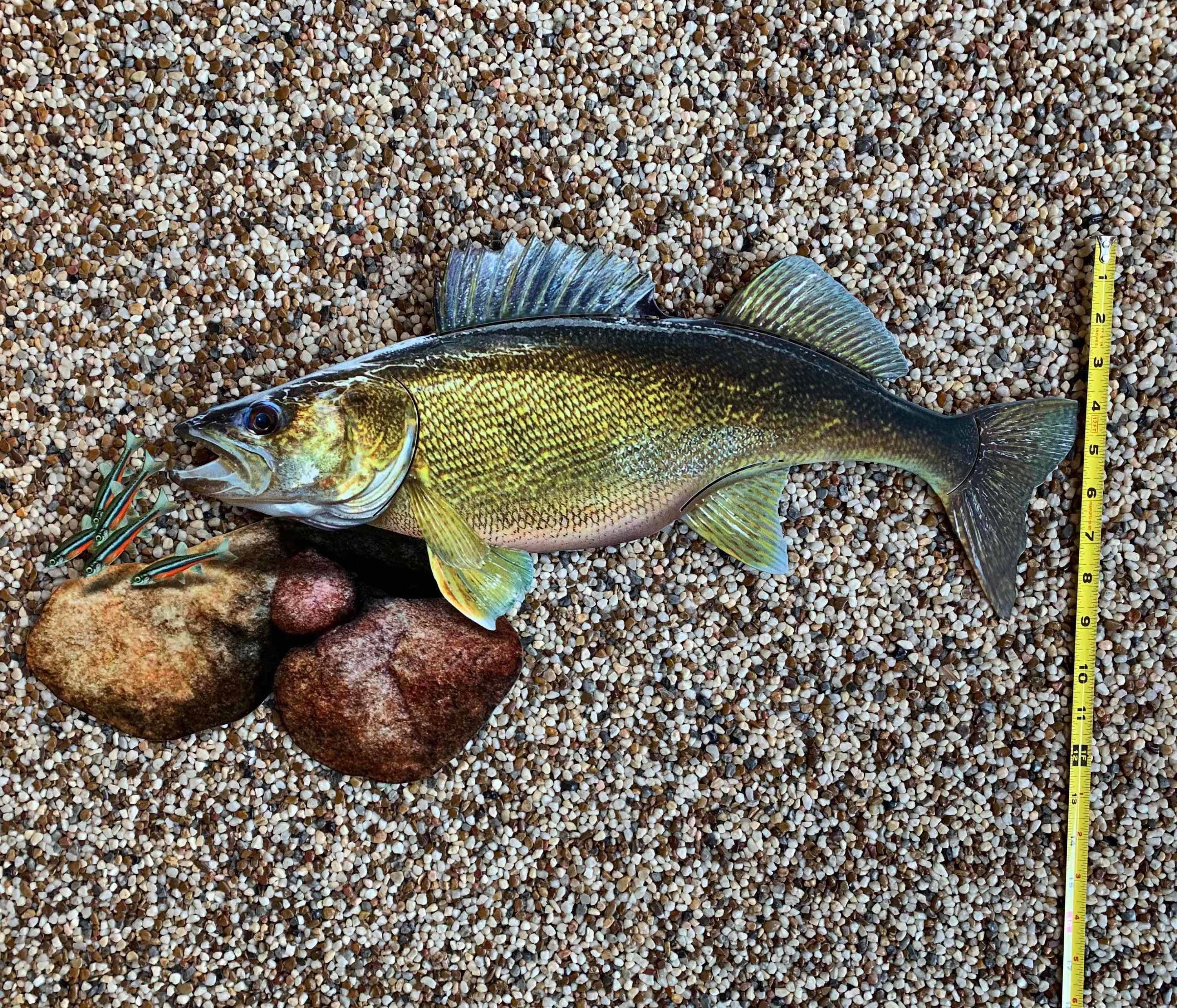 Walleye Replica Mount 24 Inch Walleye Replica Scene Fish - Etsy