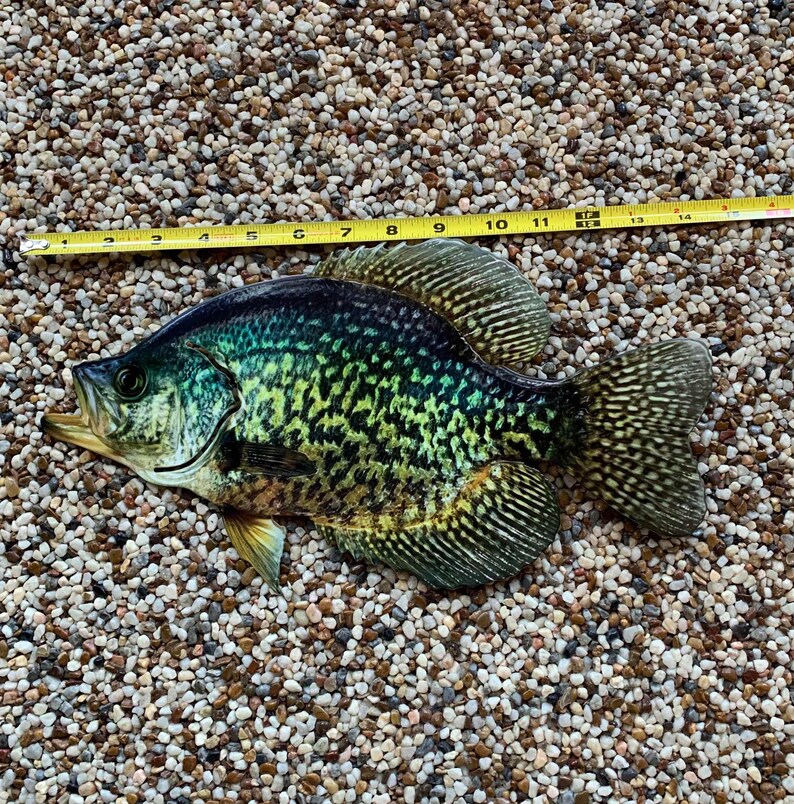 Black Crappie Replica Open Mouth Black Crappie Wall Mount - Etsy