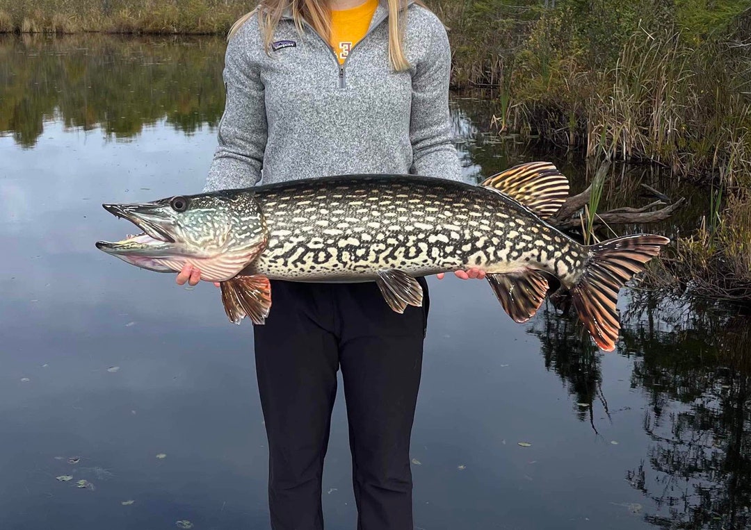 Northern Pike Replica - Metal, Realistic Northern Replica, Lodge Decor ...