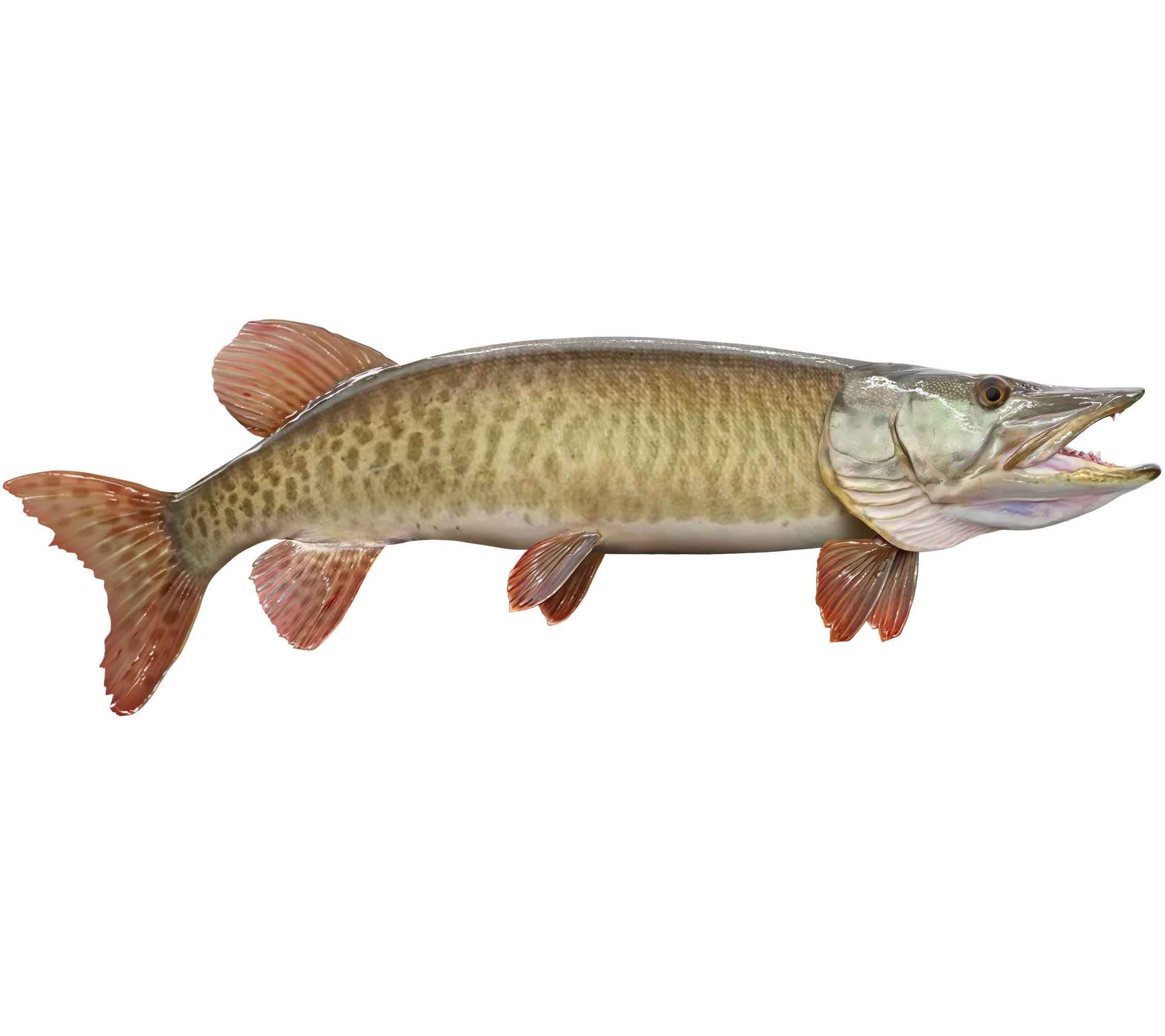 42 Inch Musky Replica, Metal, Musky Fish Mounts for Sale, Musky Replica ...