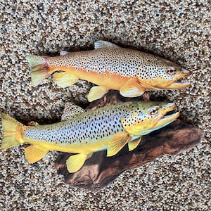 Brown Trout Duo 2D Wall Art Replica -21 Inch Flat Metal Realistic Brown ...