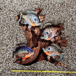 Bluegill Replica Driftwood Scene Rustic Home Decor, 2D Metal, Lake Home ...