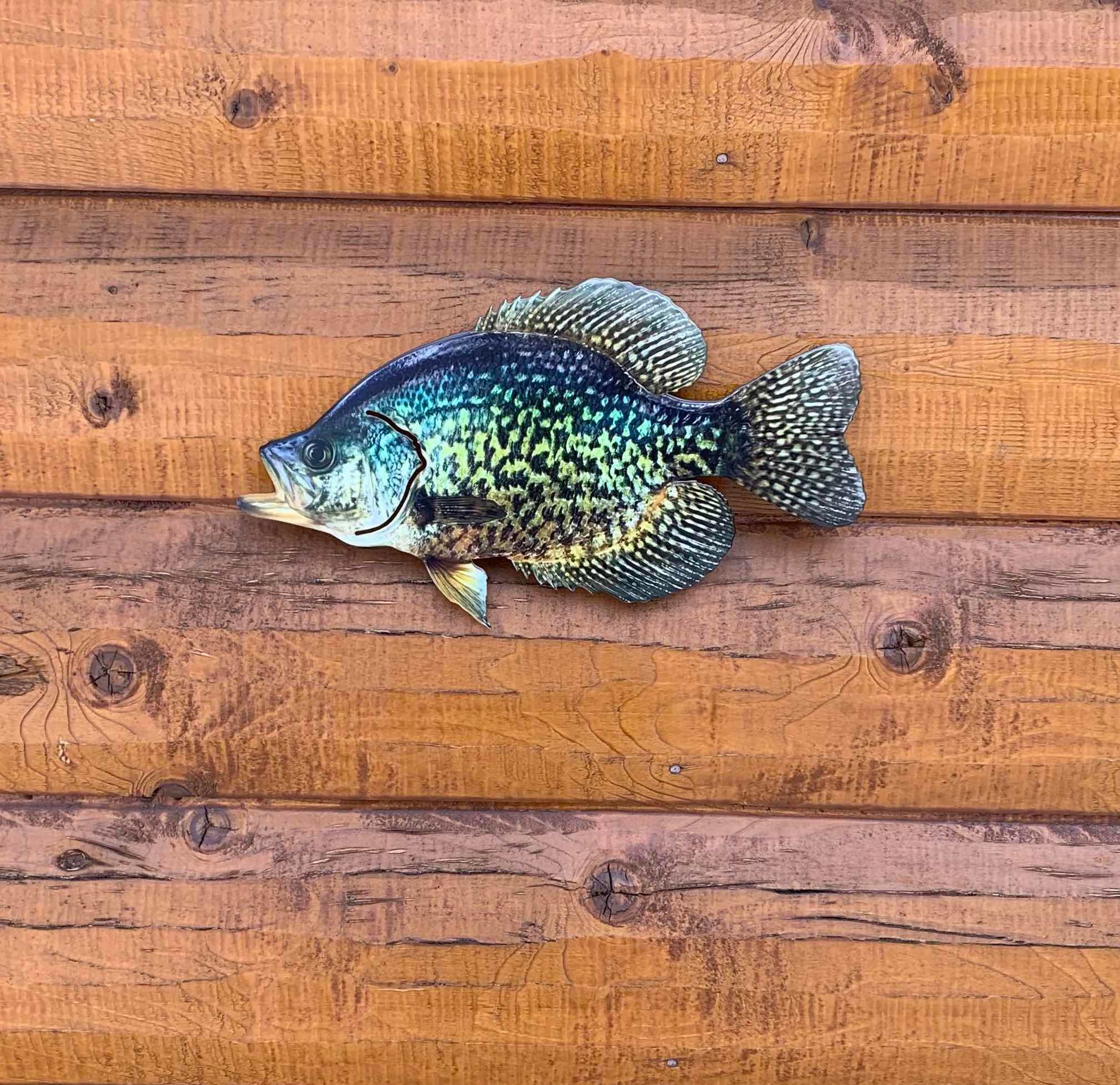Black Crappie Replica Open Mouth Black Crappie Wall Mount - Etsy