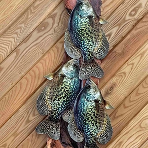 Crappie Stringer Mount Layered Flat 2D Metal of 14 Inch Crappies ...