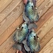 Crappie Stringer Mount Layered Flat 2D Metal of 14 Inch Crappies ...