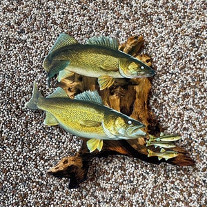Walleye Replica Duo Wall Art - Realistic 2D Metal Walleye Driftwood ...