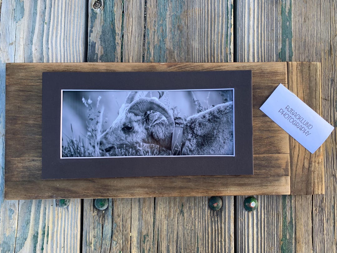 Sheep. A Original 6"x12" Matted Photograph. - Etsy