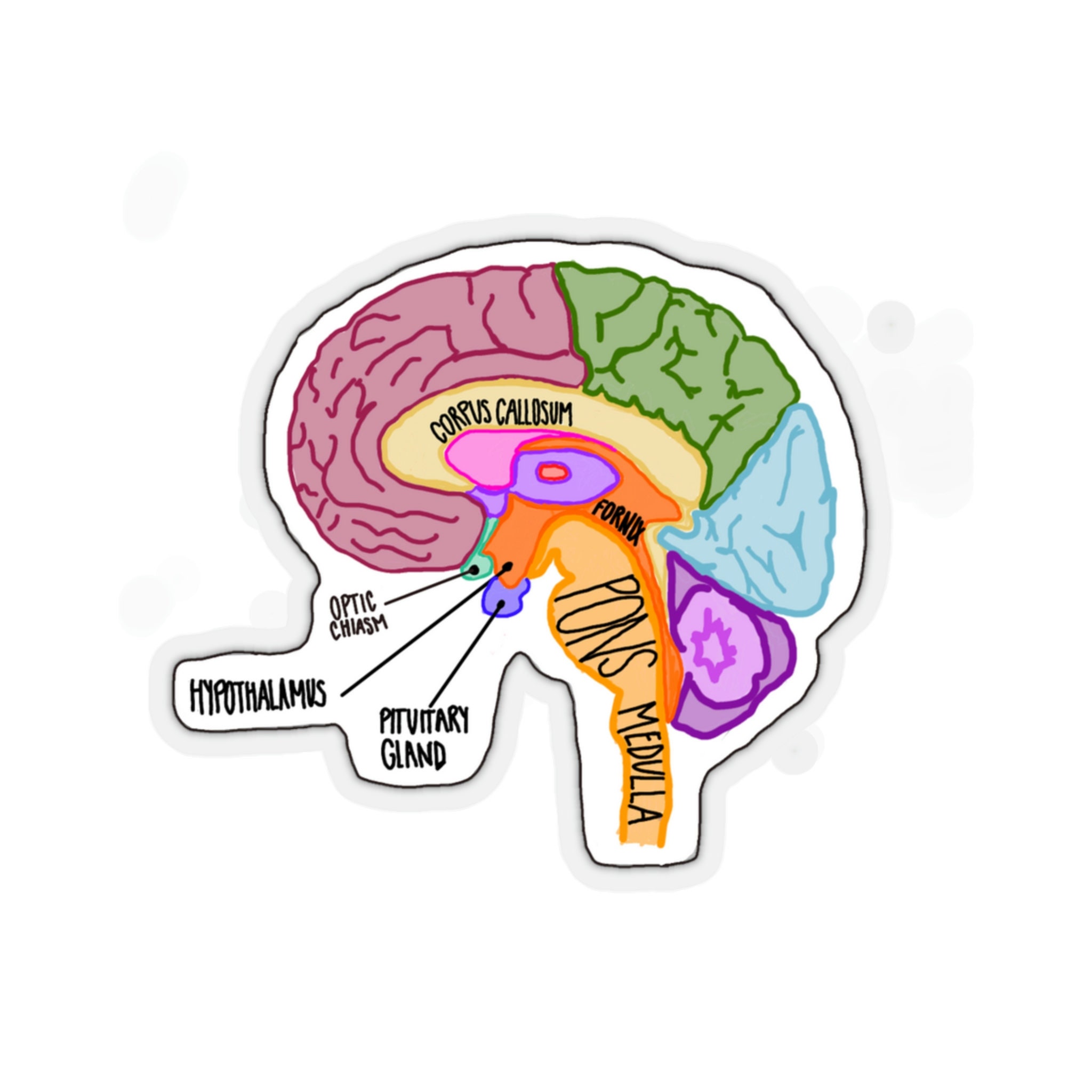 Half Anatomical Brain Sticker - Etsy