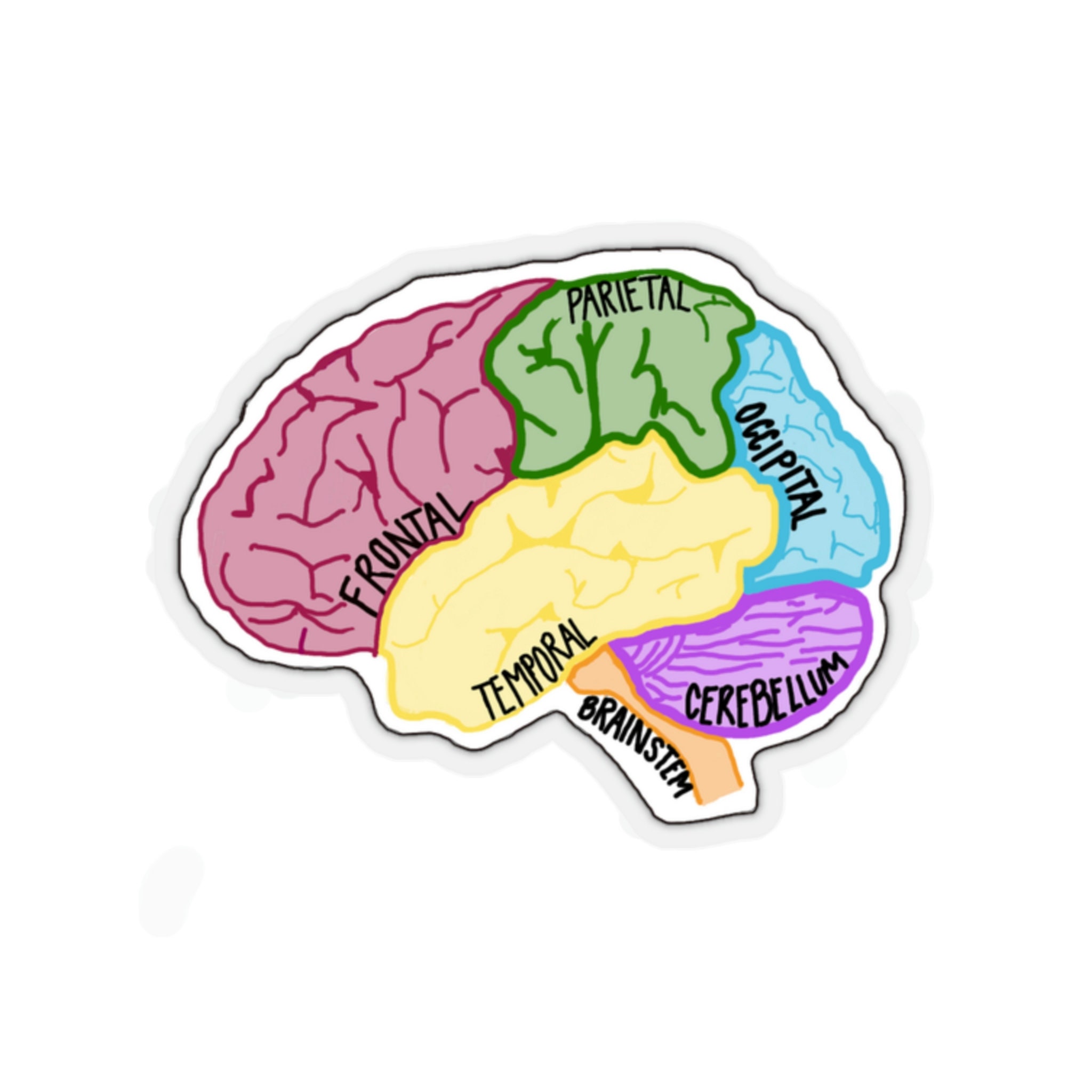 Anatomical Whole Brain Sticker - Etsy