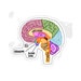 Half Anatomical Brain Sticker - Etsy