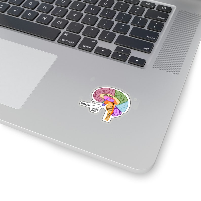 Half Anatomical Brain Sticker - Etsy