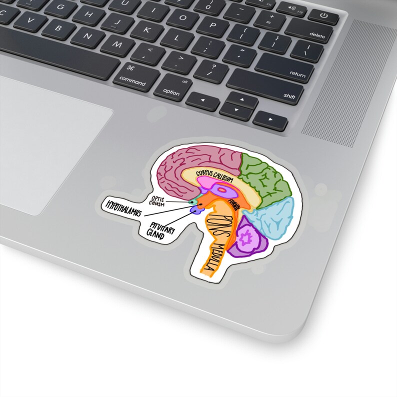 Half Anatomical Brain Sticker - Etsy