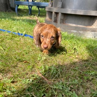 George Pickens Sticker - Etsy