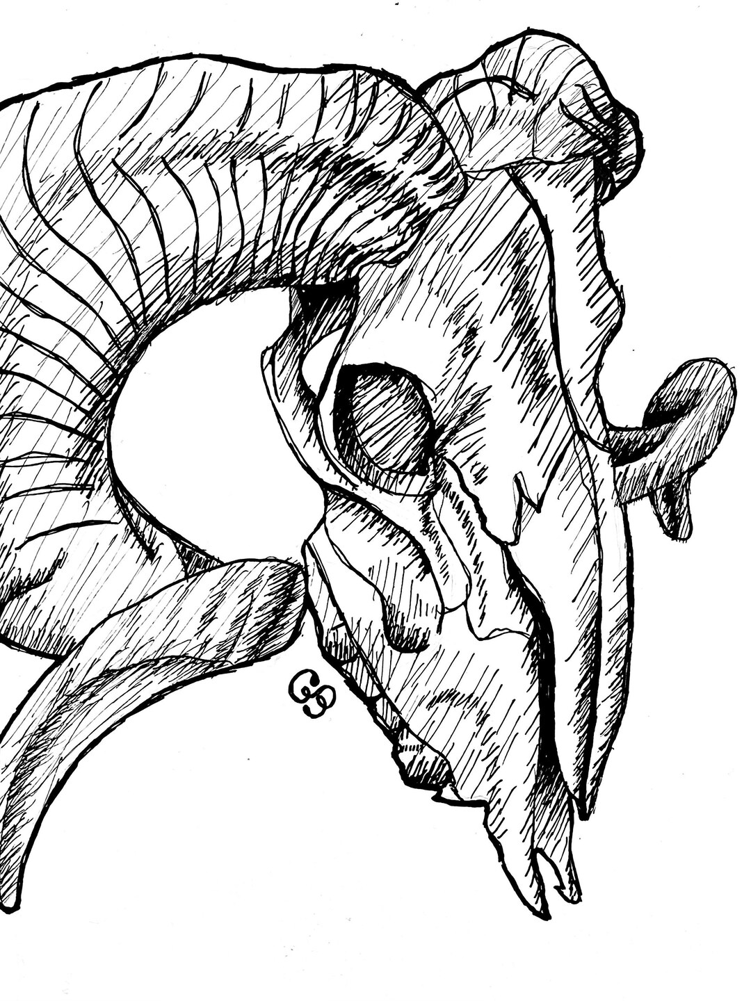 Ram Skeleton Sketch Print, untitled, 2022 - Etsy