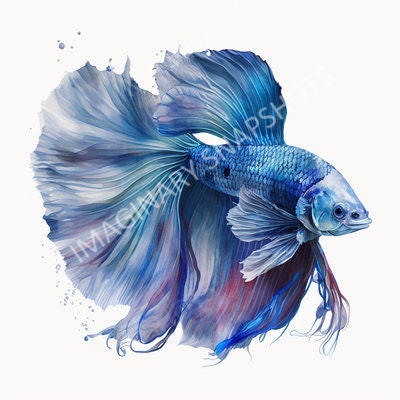 Fighting Fish Drawing