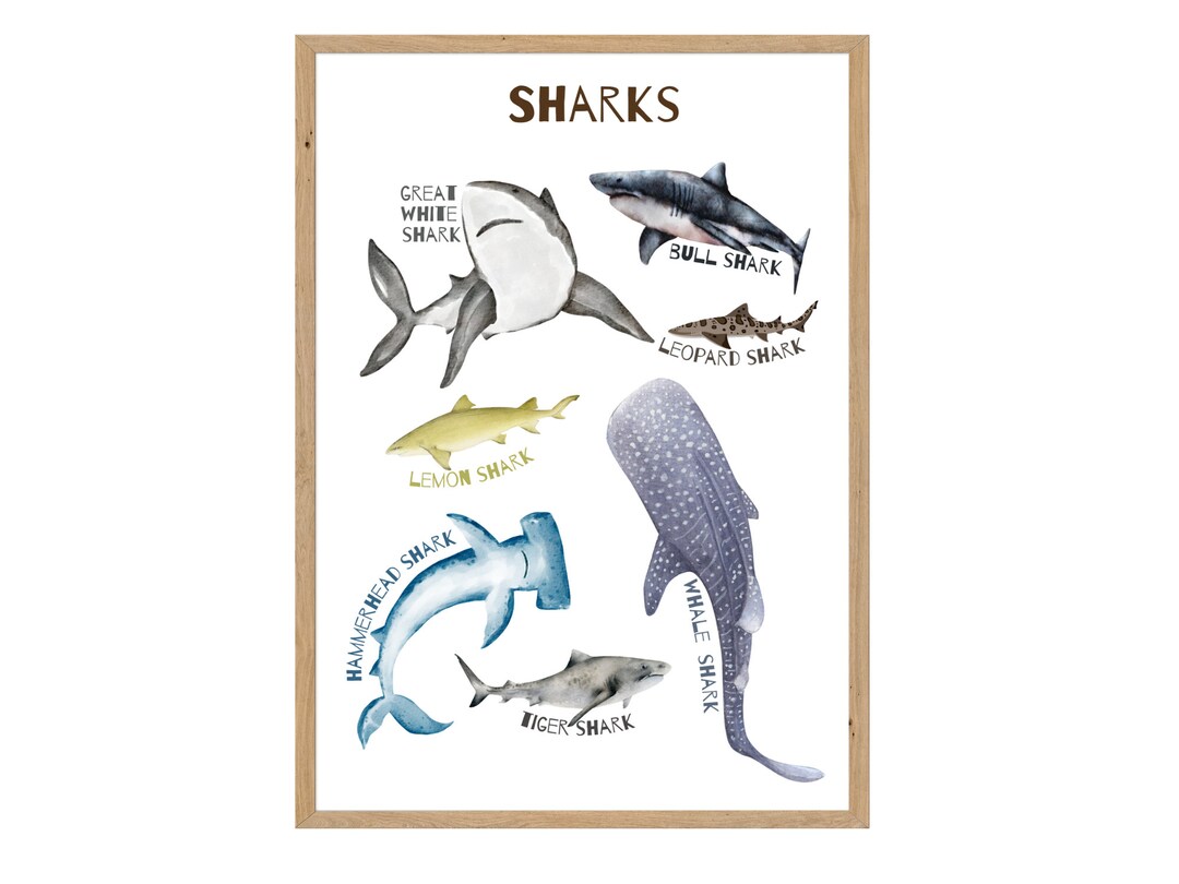 Sharks Educational Poster for Children | Printables| Educational ...