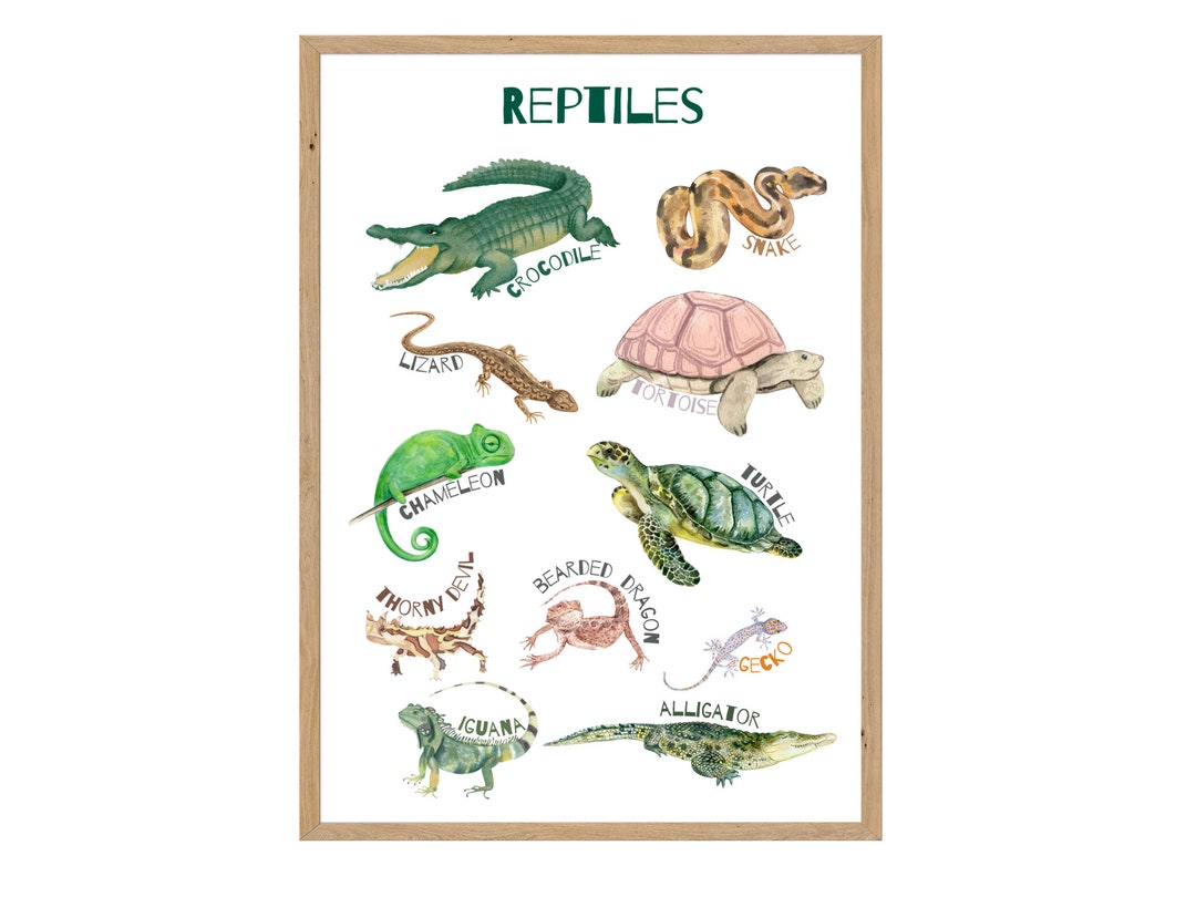 Reptiles Educational Poster for Children | Printables| Educational | Digital Poster | Homeschool ...