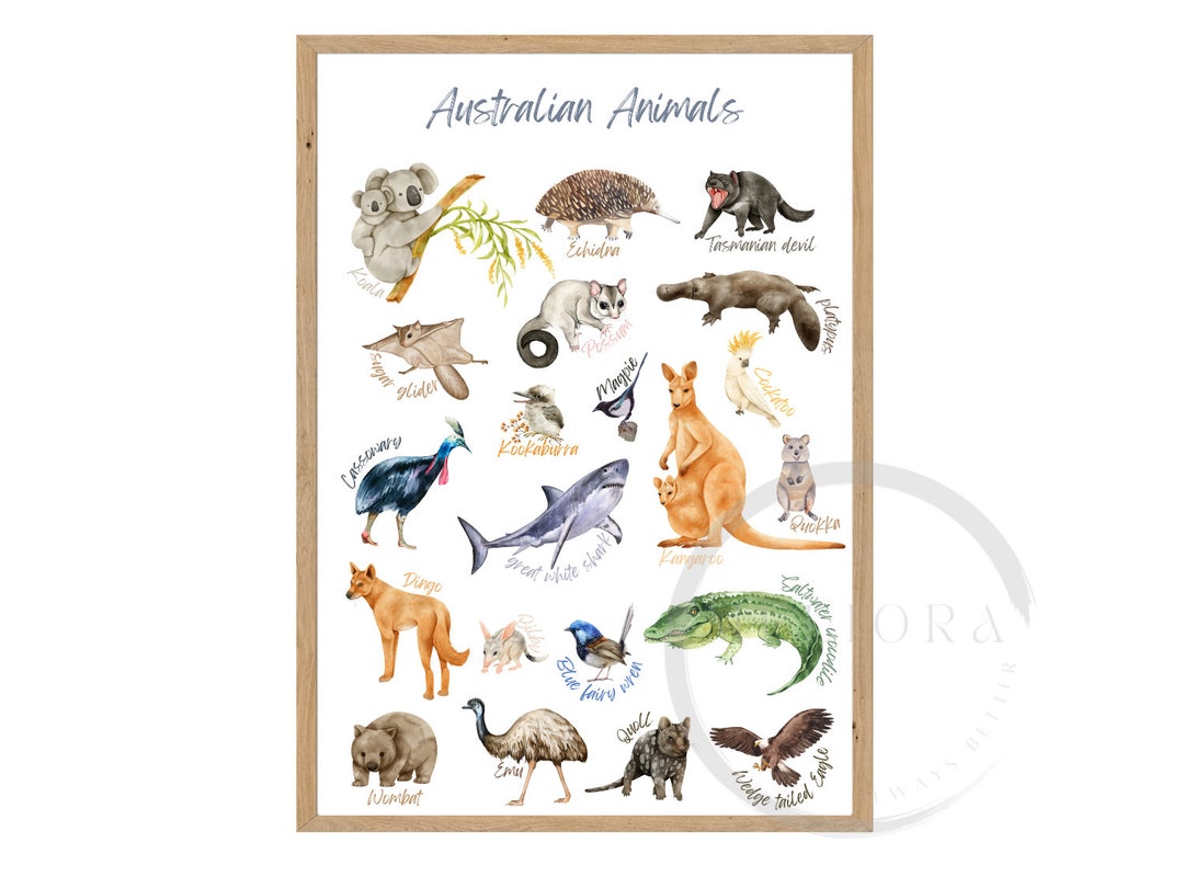 Poster Flashcard Animal Australia Teach Nursery Decor School Homeschool ...