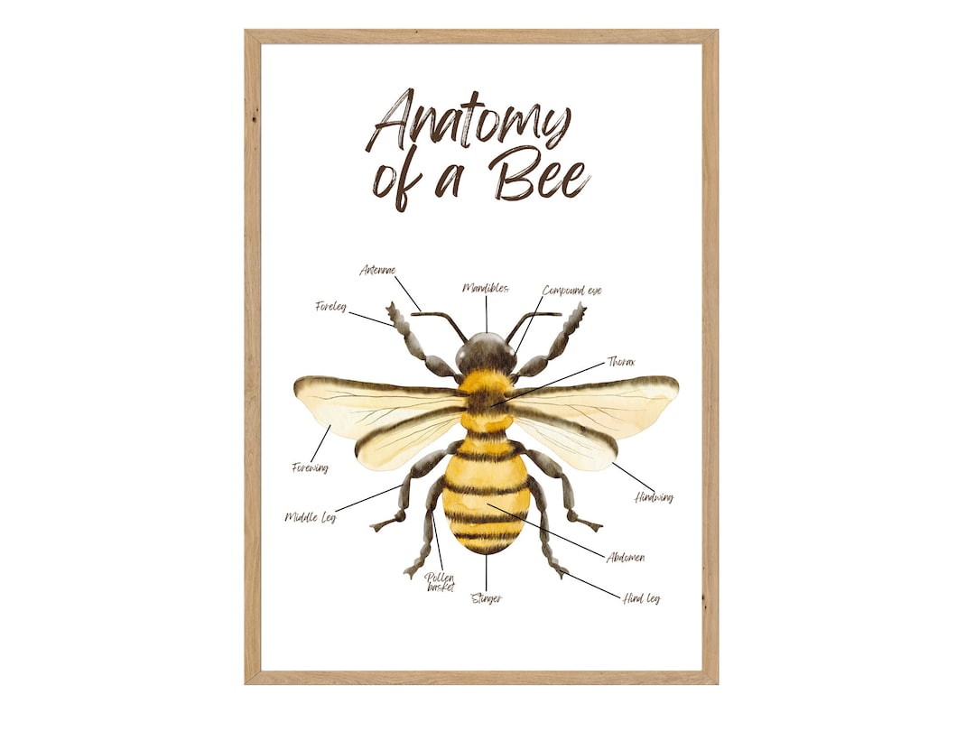 Poster Education Bee Set Children Homeschool Teacher Decor Nursery ...