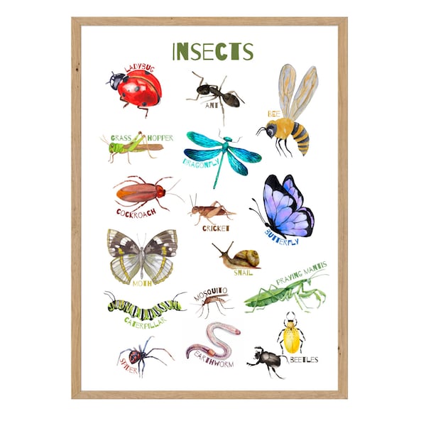 Insect Poster - Etsy