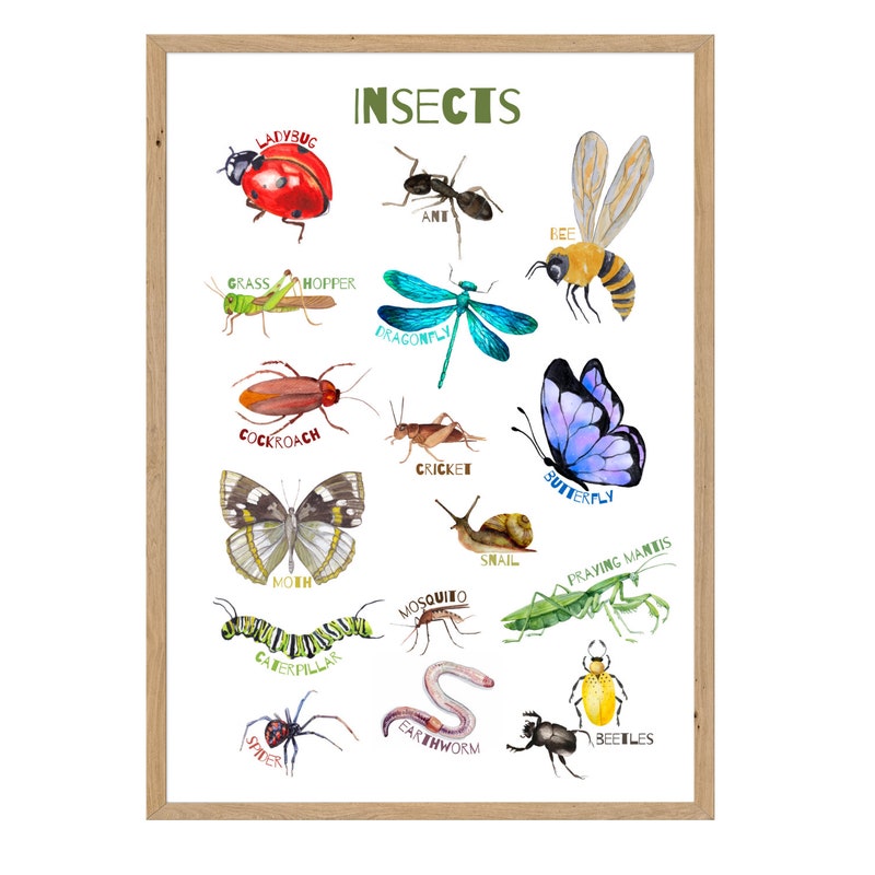 Insect Poster - Etsy