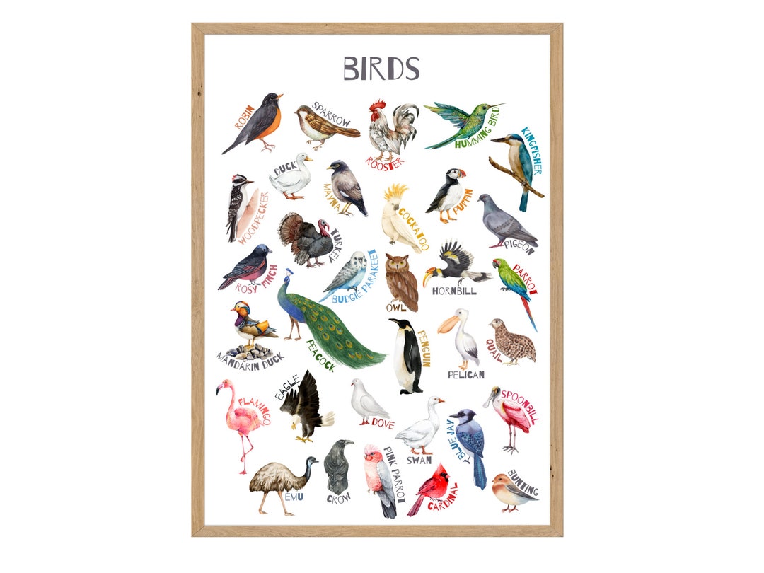 Birds Educational Poster for Children | Printable| Educational ...