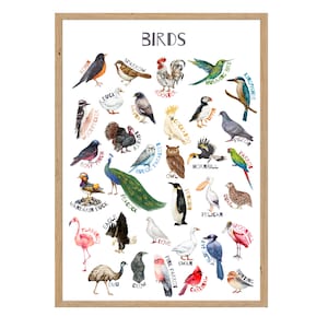 Birds Educational Poster for Children | Printable| Educational ...