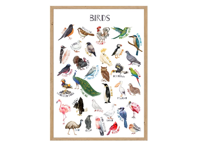 Birds Educational Poster for Children | Printable| Educational ...