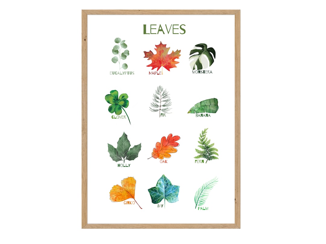 Leaves Poster for Children | Printable| Educational | Digital | Poster ...