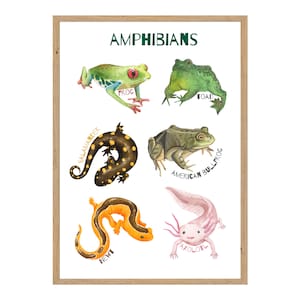 Poster Education Amphibian Nursery Children Decor Printable Educational ...