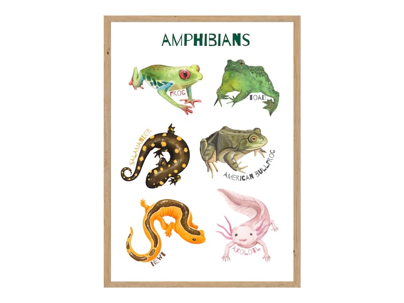 Poster Education Amphibian Nursery Children Decor Printable Educational ...