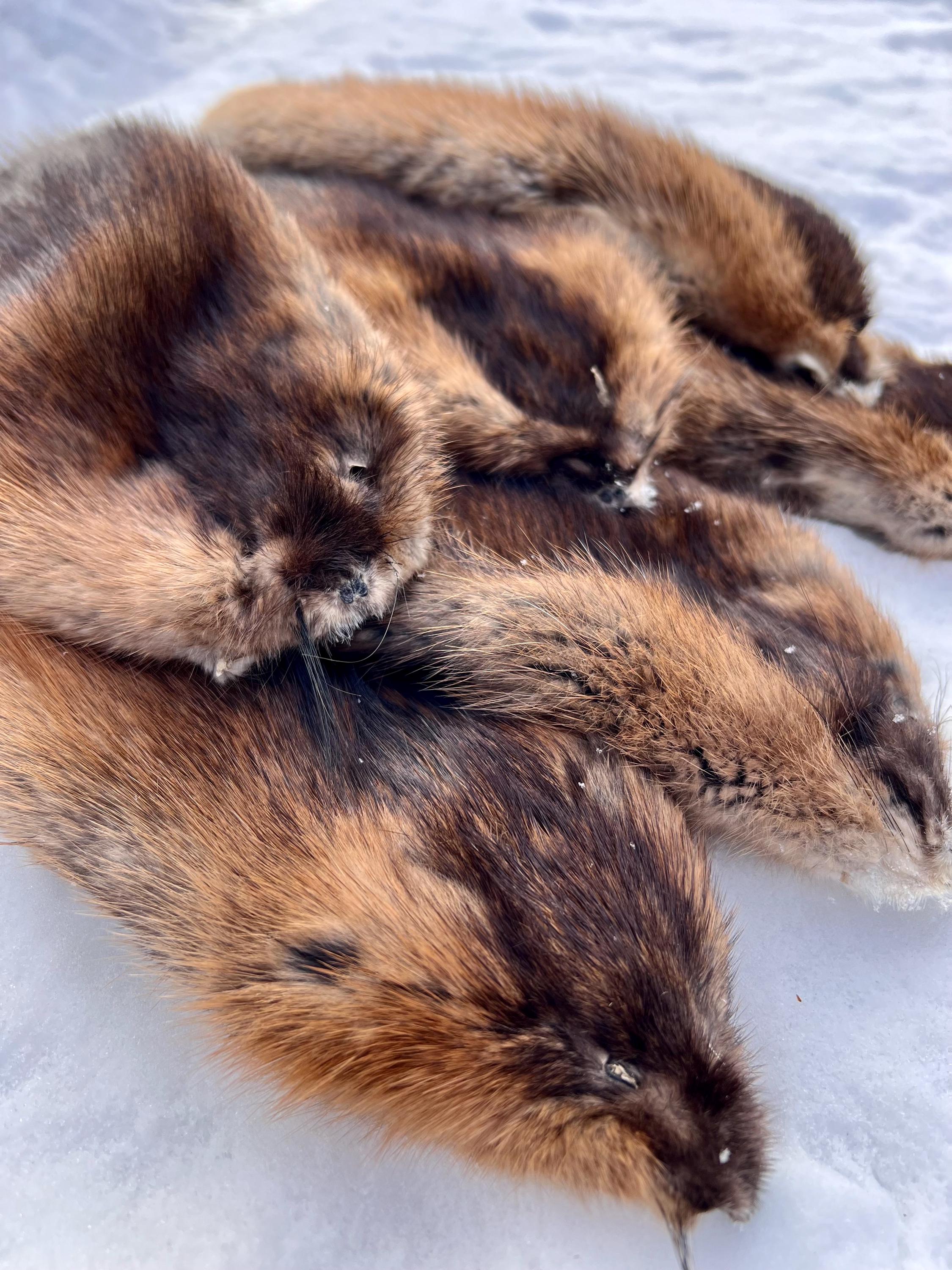 Maine Muskrat Pelt - Prime, Professionally Garment Soft Tanned - Etsy