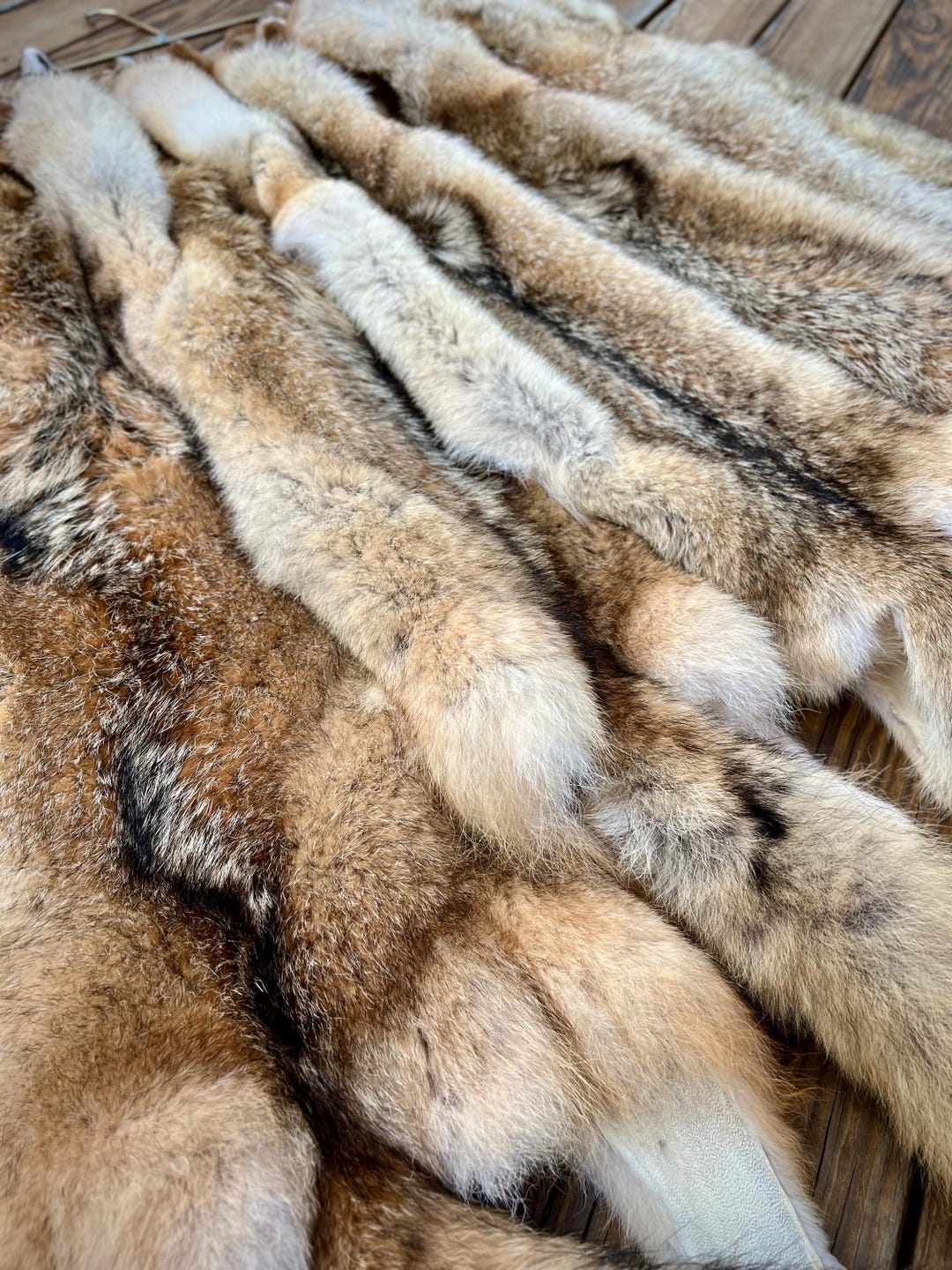 Western Coyote Pelt: Prime Wild Fur, Garment Grade, Professionally Soft ...