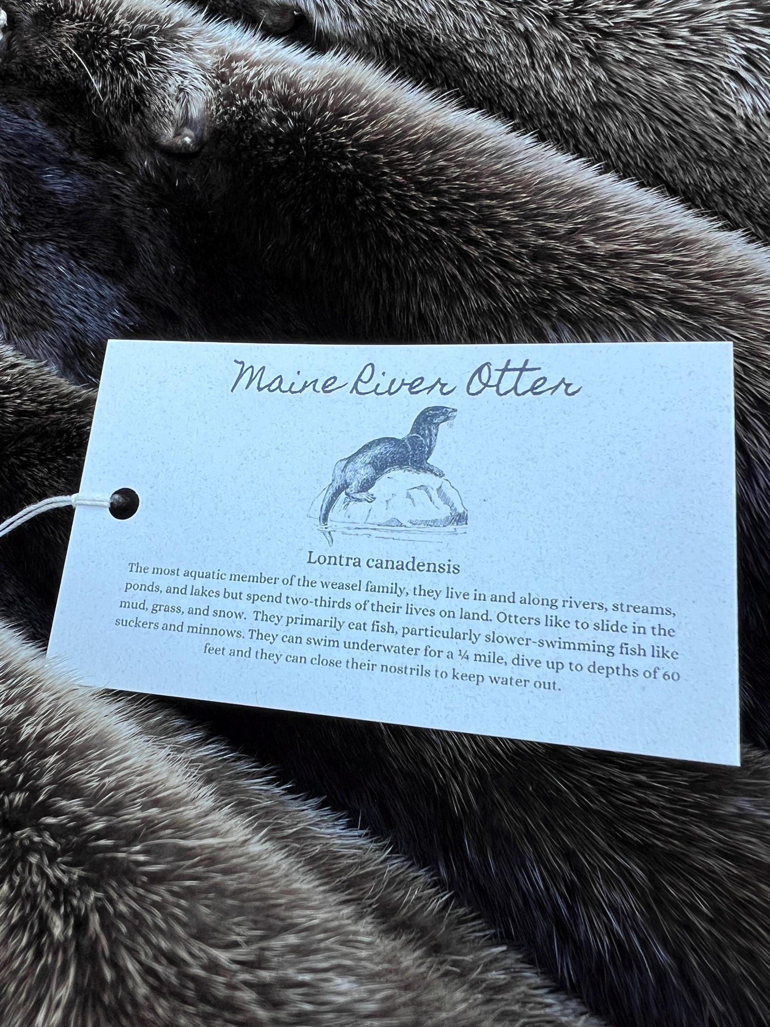Maine Otter Pelt - Prime, Professionally Soft Tanned/garment Tanned - Etsy