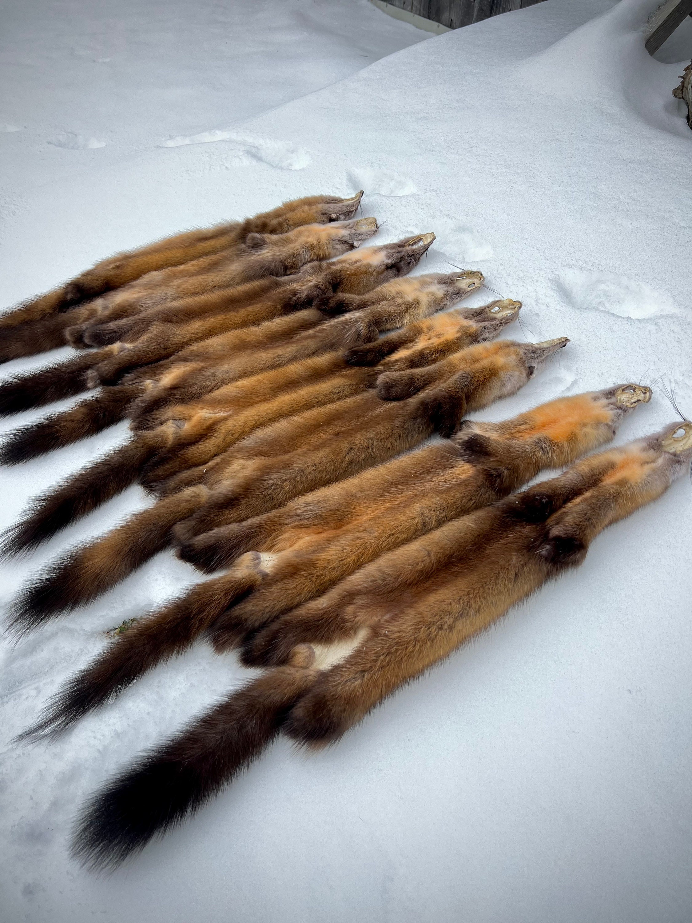 L/XL Maine Pine Marten sable Pelts, Prime, Northern Maine ...