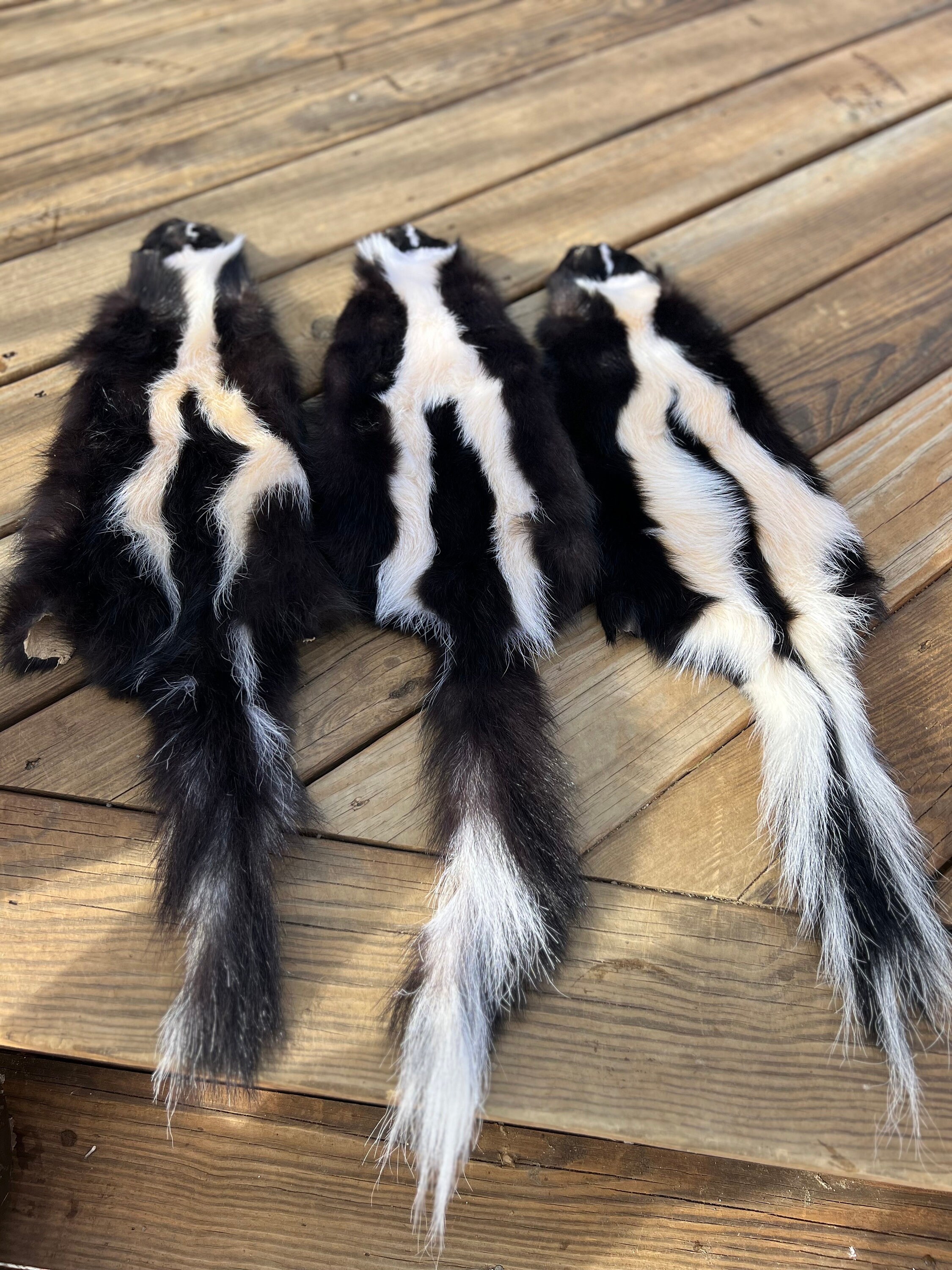 Maine Skunk Pelt, Prime Northern Skunk, Professionally Soft Tanned - Etsy