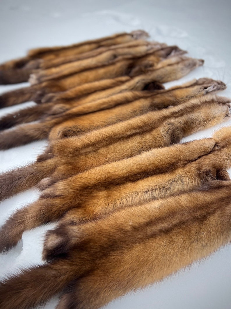 Maine Pine Marten/sable Pelts - Prime, Northern Maine, Professionally ...
