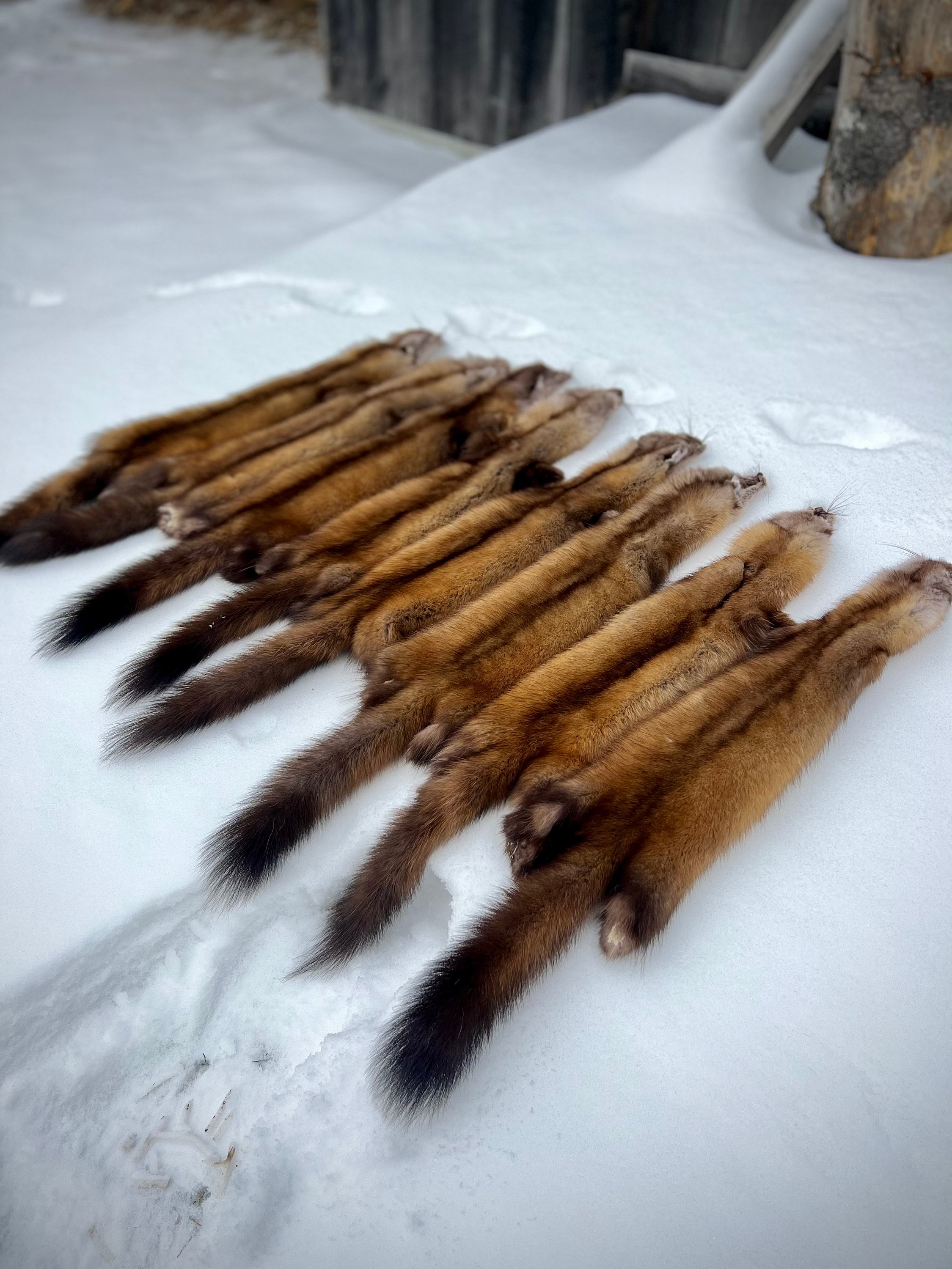 L/XL Maine Pine Marten sable Pelts, Prime, Northern Maine ...